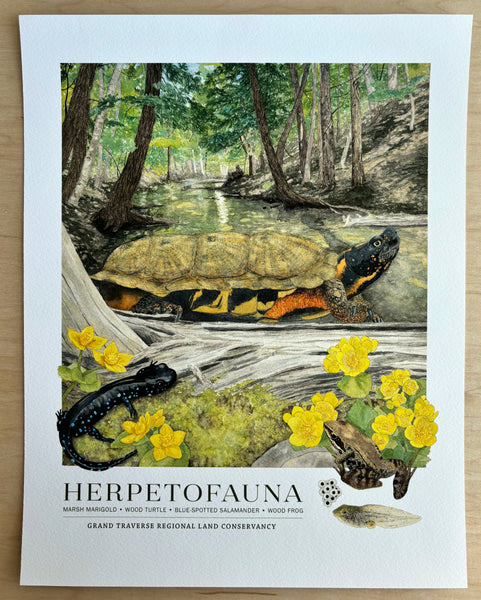 GTRLC x Dani Knoph: Herpetofauna (print) – Grand Traverse Regional Land ...